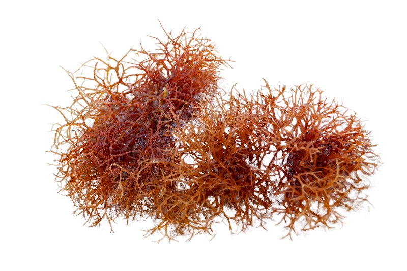 Red Algae Extract Benefits for Hair: A Deep Dive into Curly Hair Care ...